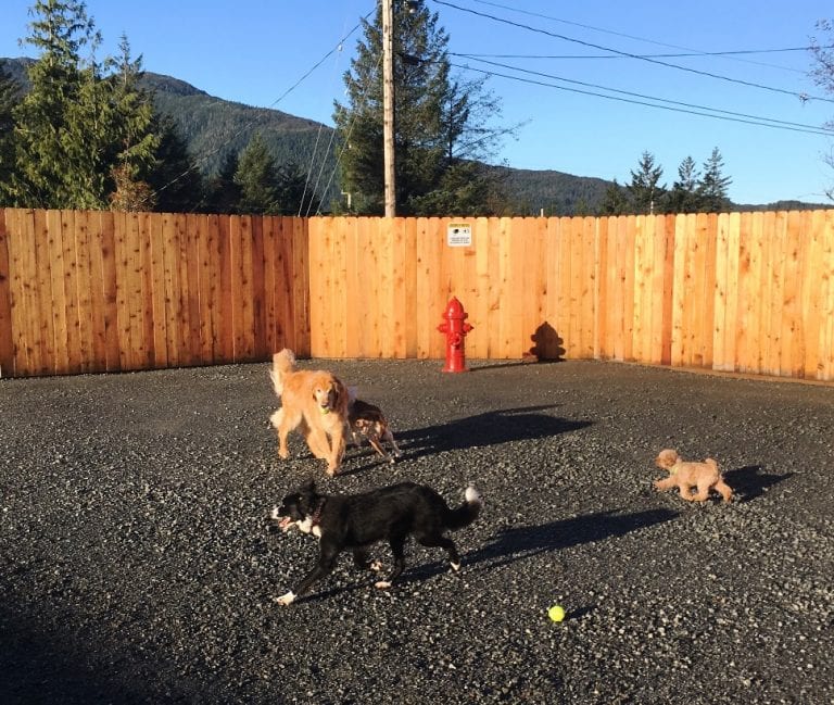 Dog café opens in Ketchikan - KRBD