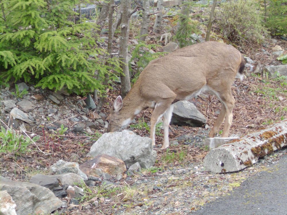 Wildlife officials: Leave baby animals alone - KRBD