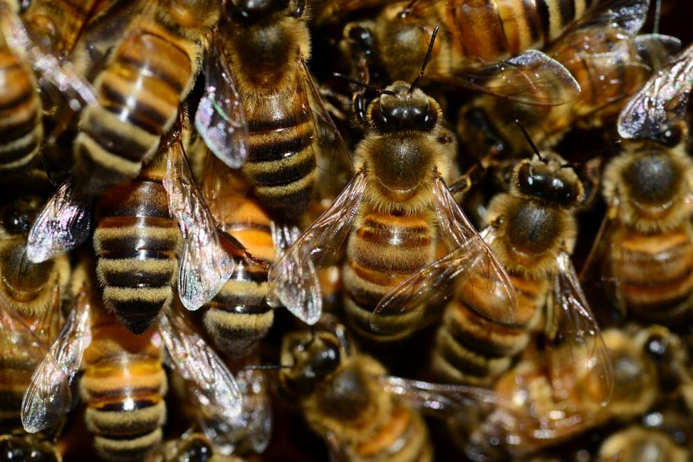 Beekeeping in Ketchikan - KRBD
