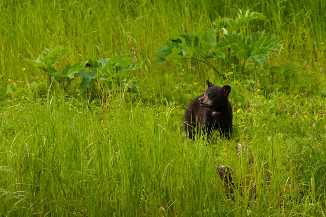A cub at Glacier Bay National Park was the first US bear to test ...