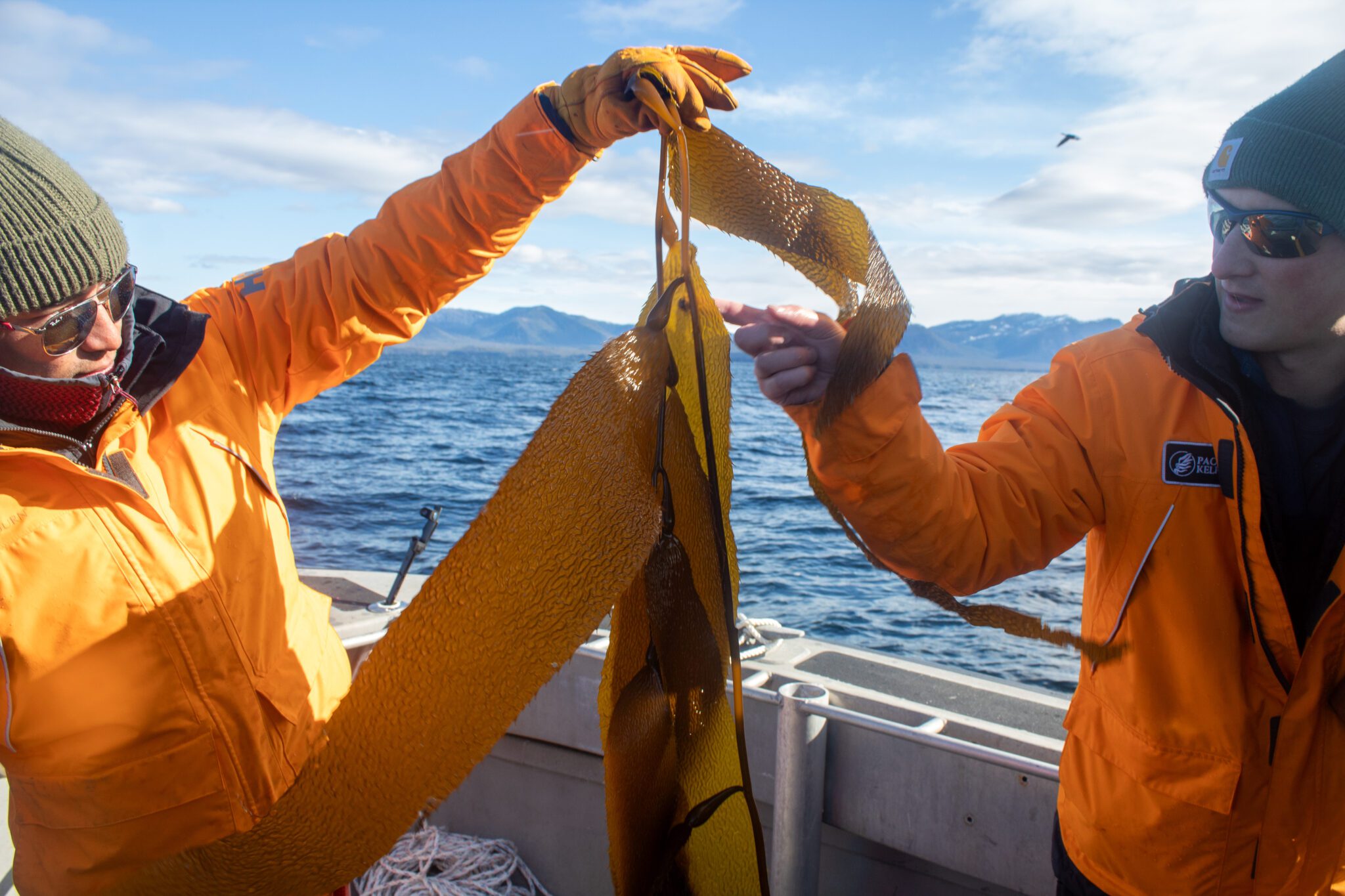 New Ketchikan company aims to kick-start Alaska kelp industry - KRBD