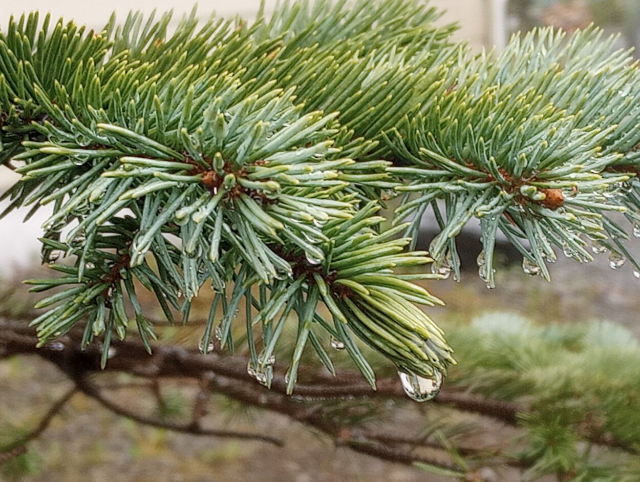 Ketchikan breaks daily rain record May 1 - KRBD