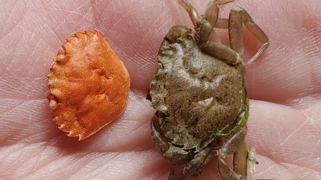 Invasive green crabs found on popular Ketchikan beach - KRBD