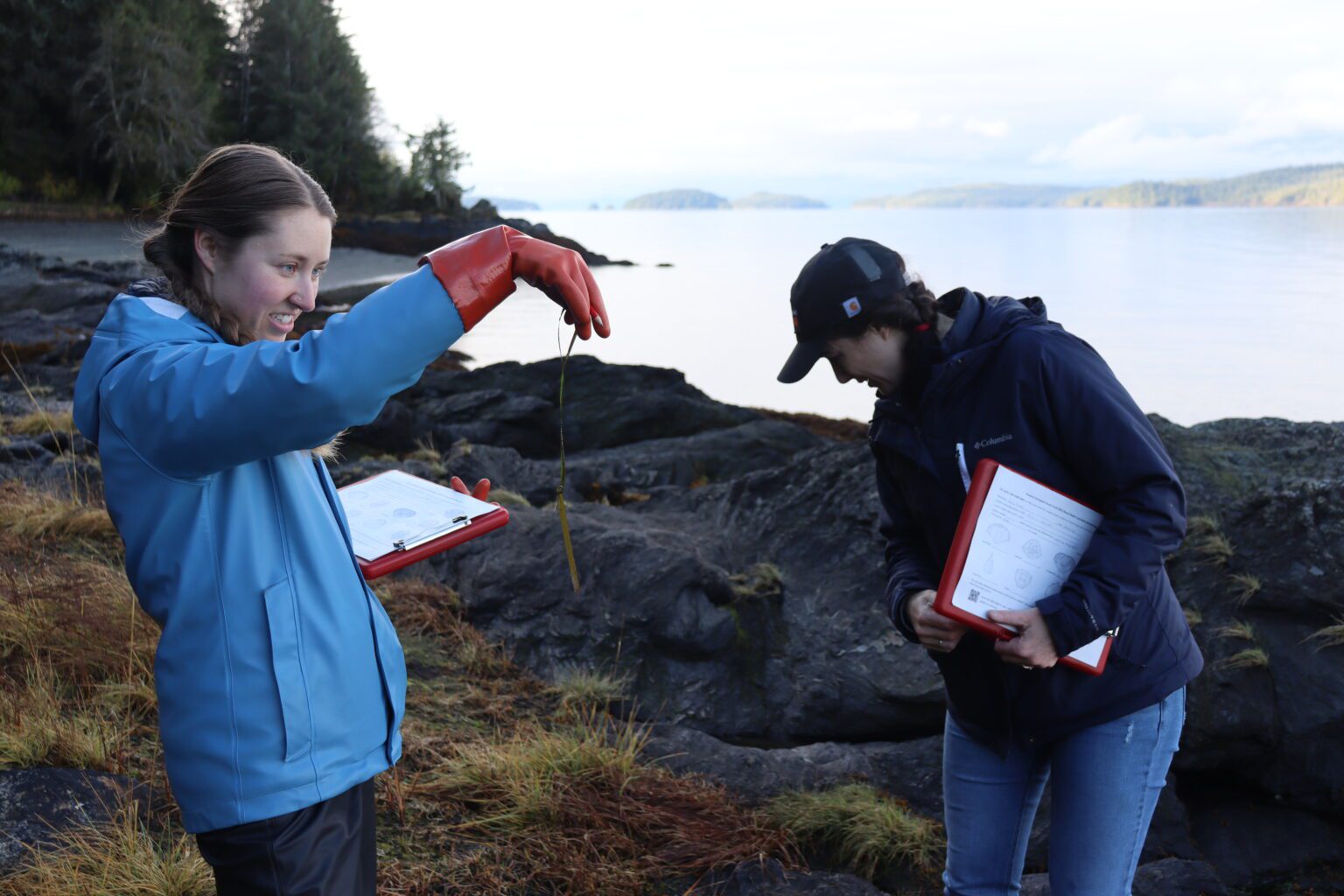 Record number of invasive green crab found on Annette Island, potential ...