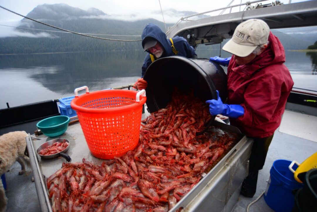 Southeast shrimping temporarily closed - KRBD